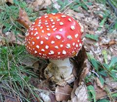 Funghi Ovulo Malefico